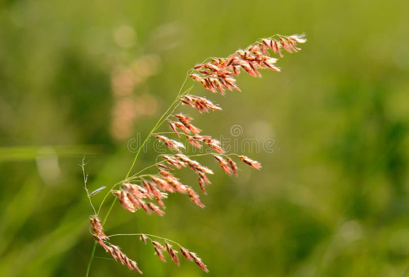 Natal Grass Flower (Melinis Repens) Stock Image - Image of melinis ...