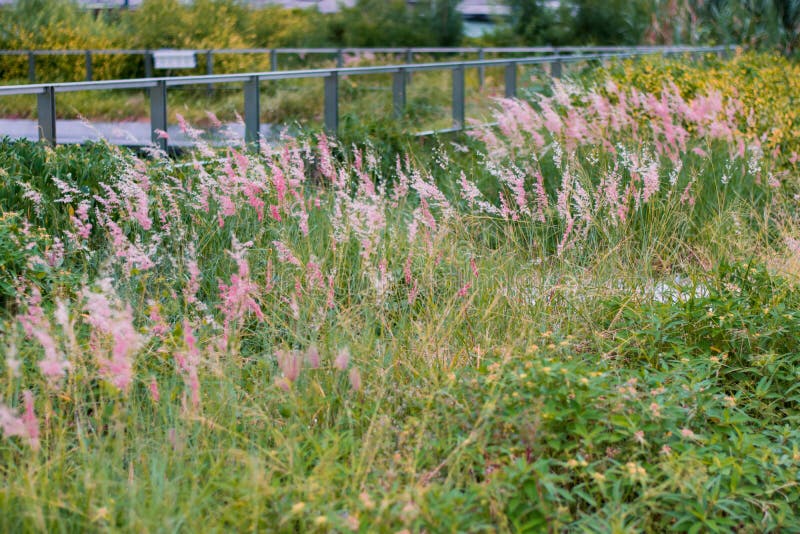 Natal Grass, Natal Redtop, Ruby Grass (Melinis Repens) Flowers Blooming ...