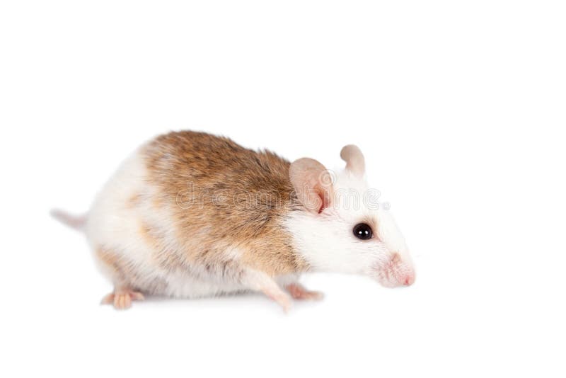 Natal Multimammate Mouse, Mastomys Natalensis, on White Stock Photo ...