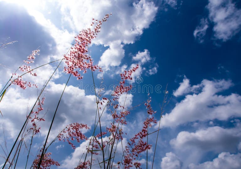 Natal Ruby Grass Flowers in the Bright Sunlight and Fluffy Cloud Stock ...