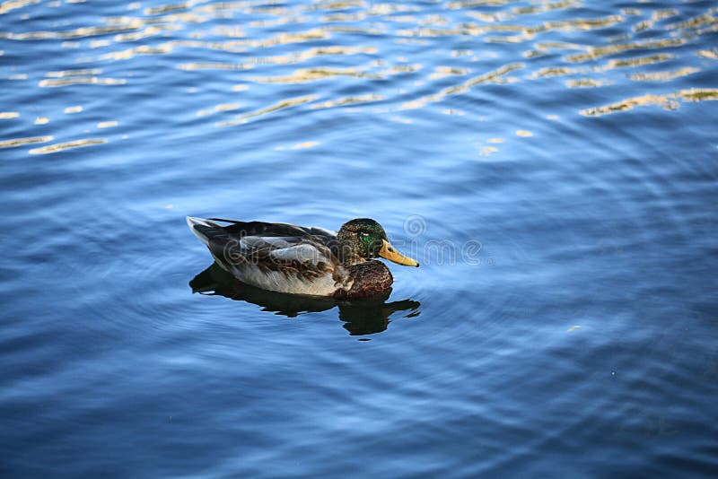 Natation De Canard Dans L'eau Bleue Photo stock - Image du animal ...