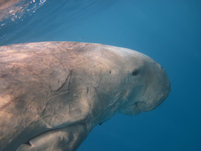 Seacow De Dugon De Dugong Ou Fin De Vache Marine Vers Le Haut De La ...