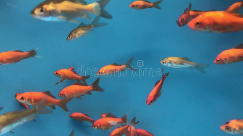 Natation De Poisson Rouge Dans L'aquarium Banque De Vidéos - Vidéo du ...