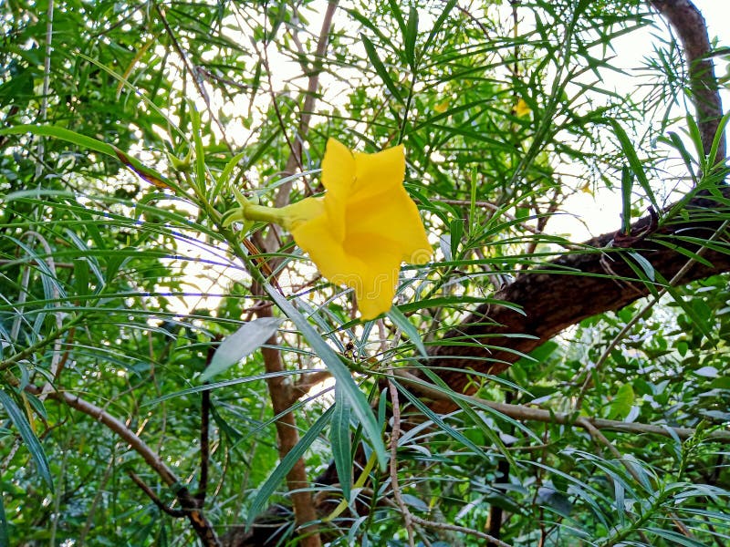 A natcher flowers stock image. Image of tree, green - 179736551