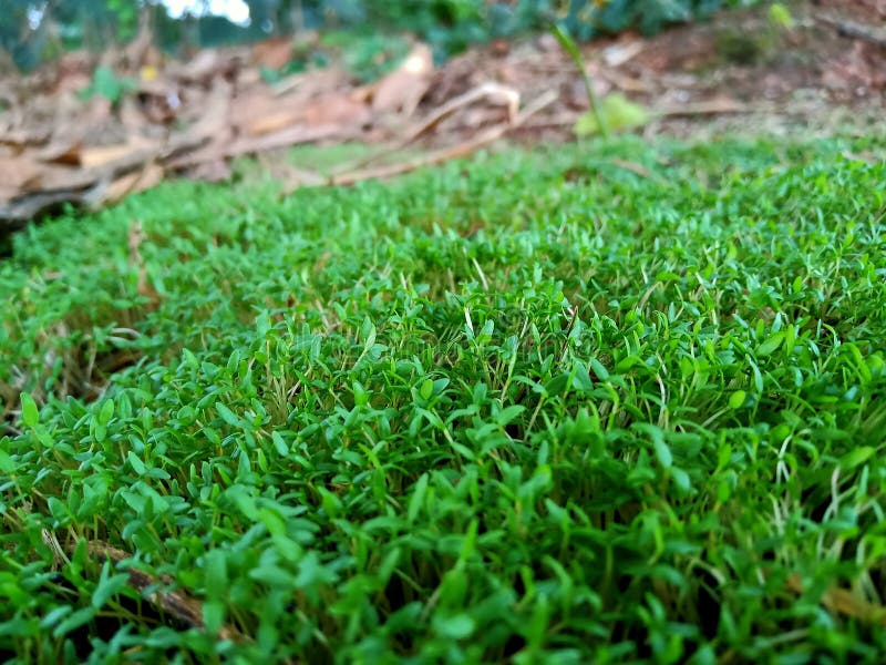 Natcher Grass Stock Photos - Free & Royalty-Free Stock Photos from ...