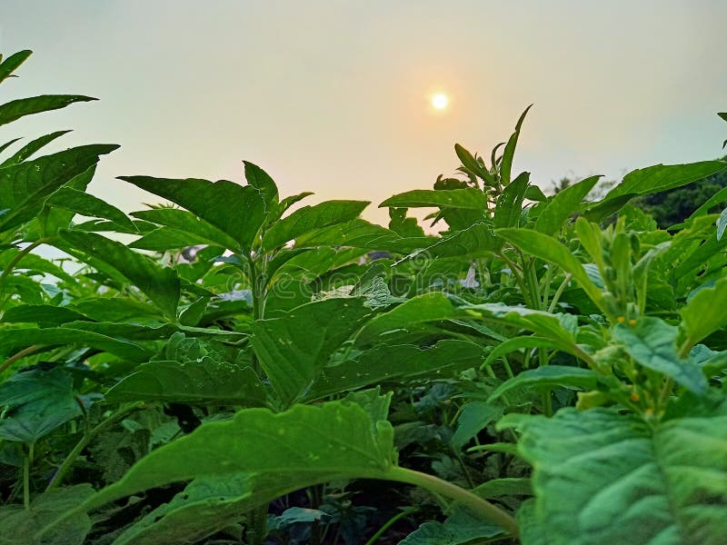 A ground natcher stock image. Image of tree, green, natcher - 178984067