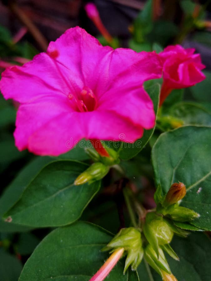 Natcher pink flowers stock image. Image of grren, pink - 179181739