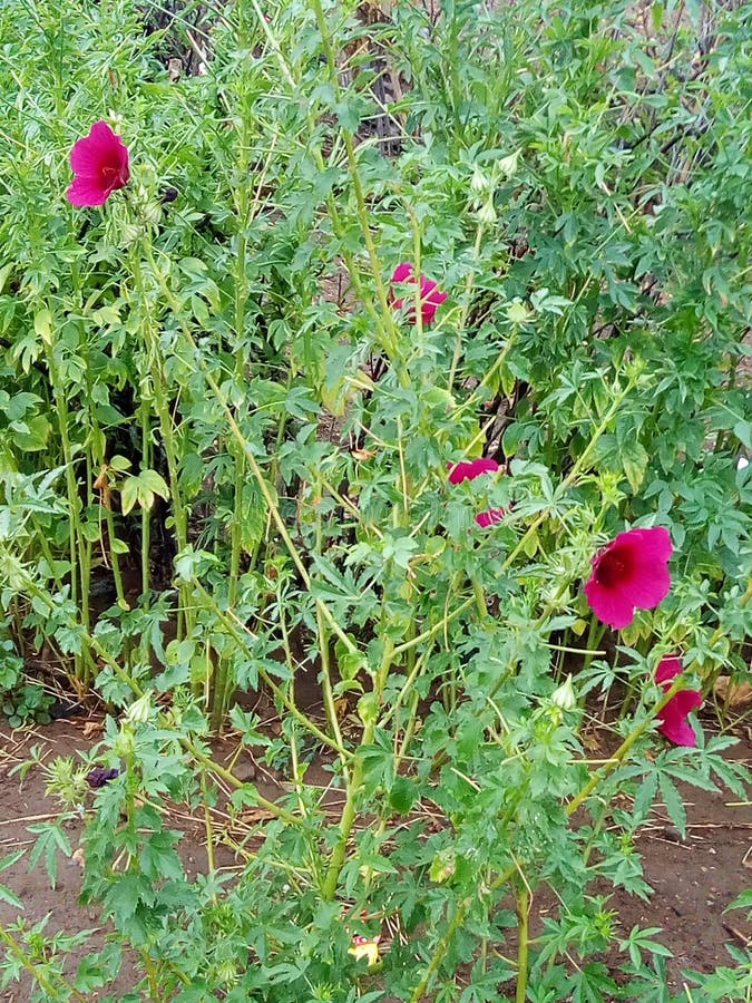 Natcher Stock Photos - Free & Royalty-Free Stock Photos from Dreamstime