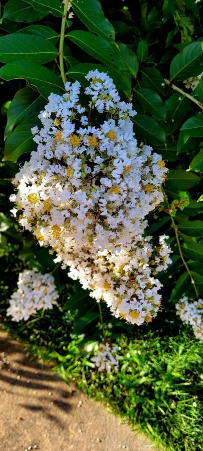 Natchez Crape Myrtle stock image. Image of branch, blossom - 393886743
