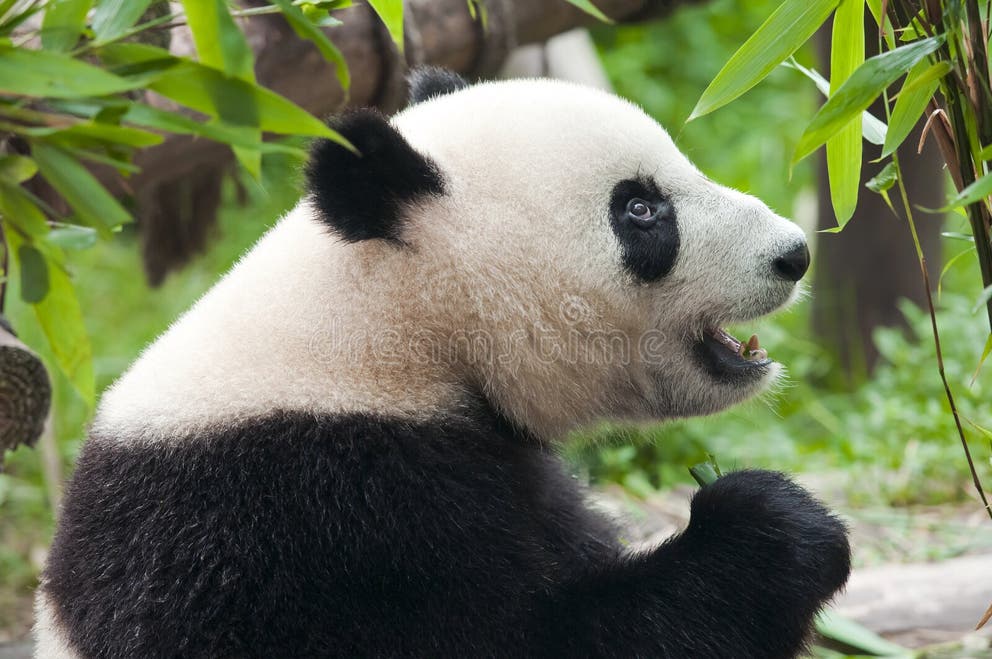 Nationaal Dier (symbool) Van China Stock Afbeelding - Image of nave ...
