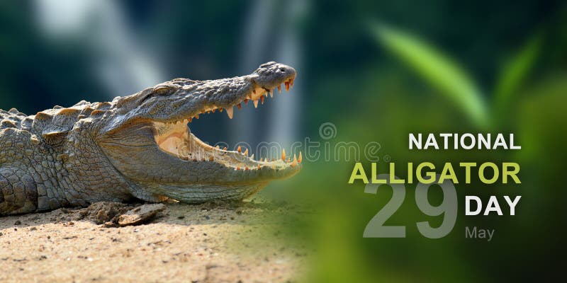 National alligator day stock image. Image of sign, animal - 358812309