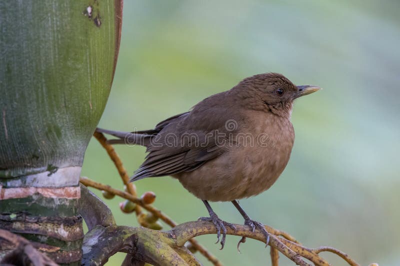 National Bird of Costa Rica Clay-colored Thrush on a Palm Tree in Costa ...