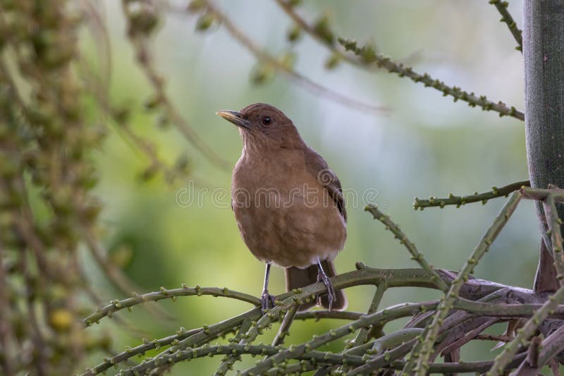 National Bird of Costa Rica Clay-colored Thrush on a Palm Tree in Costa ...