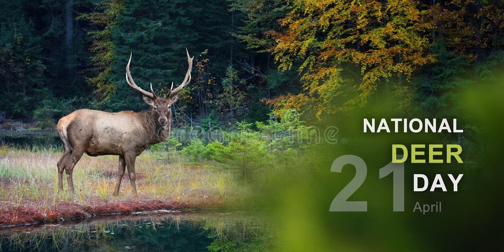 National deer day stock photo. Image of lake, text, protection - 358812304