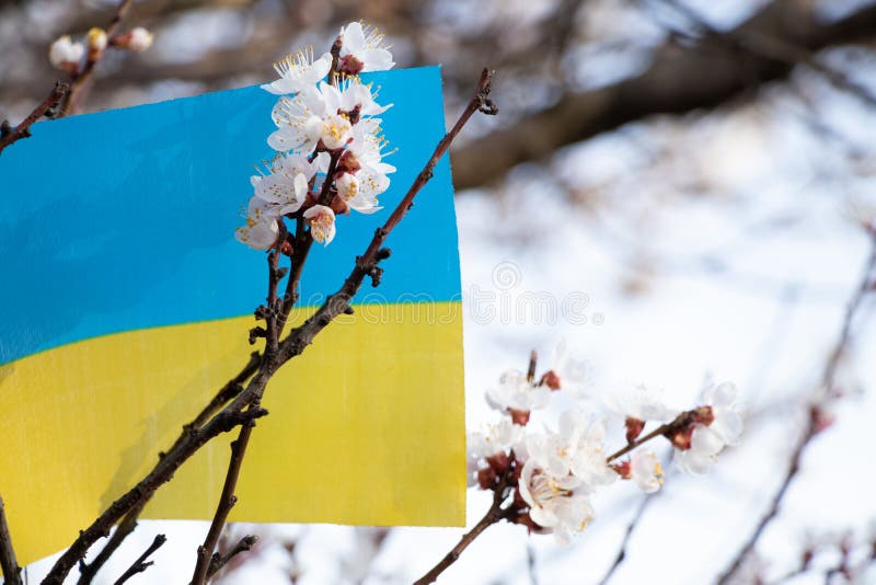 National apricot day stock image. Image of peaches, botanical - 228664029