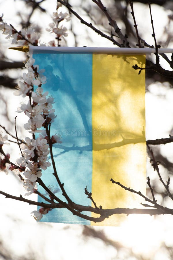 National Flag of Ukraine on a Tree with Blossoming Apricot in the Sun ...