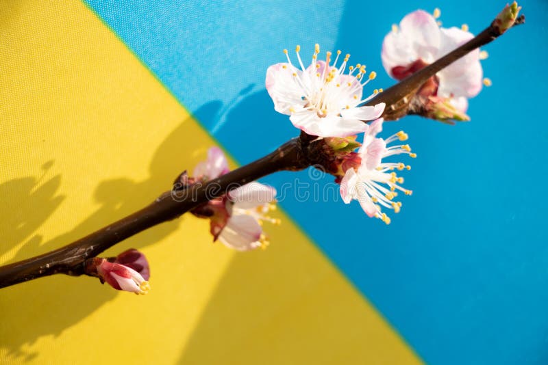 National Flag of Ukraine on a Tree with Blossoming Apricot in the Sun ...