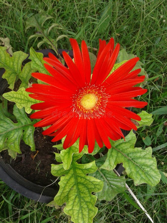 Suriyakantha Stock Photos - Free & Royalty-Free Stock Photos from ...