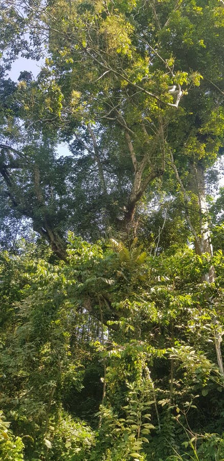National Forest Upper Canopy Zone Stock Photo - Image of national ...