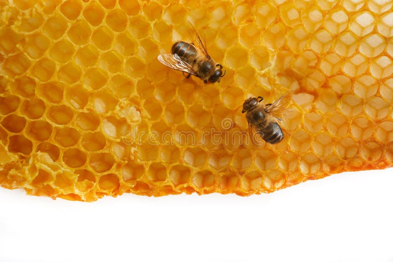 National Honey Bee Day. Frame with Bees Crawl on Honeycomb. Stock Image ...