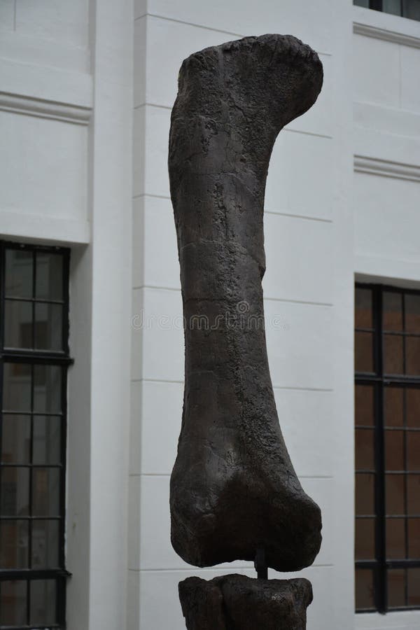 National Museum of Natural History Dinosaur Bone in Manila, Philippines ...