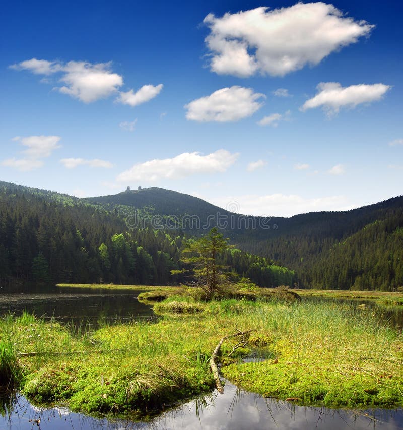 Bavarian Forest stock photo. Image of environment, bavarian - 31567606