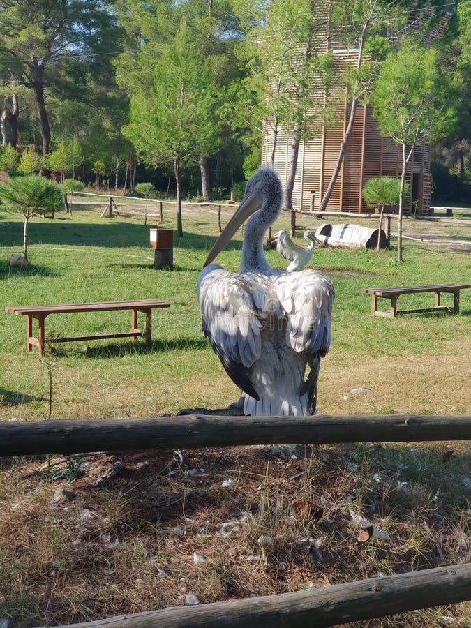 National Park of Divjaka,Albania Stock Image - Image of national, fresh ...