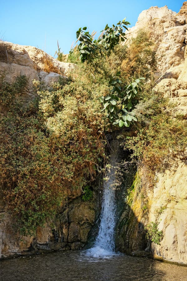 The National Park Ein Gedi, Israel Stock Photo - Image of environment ...