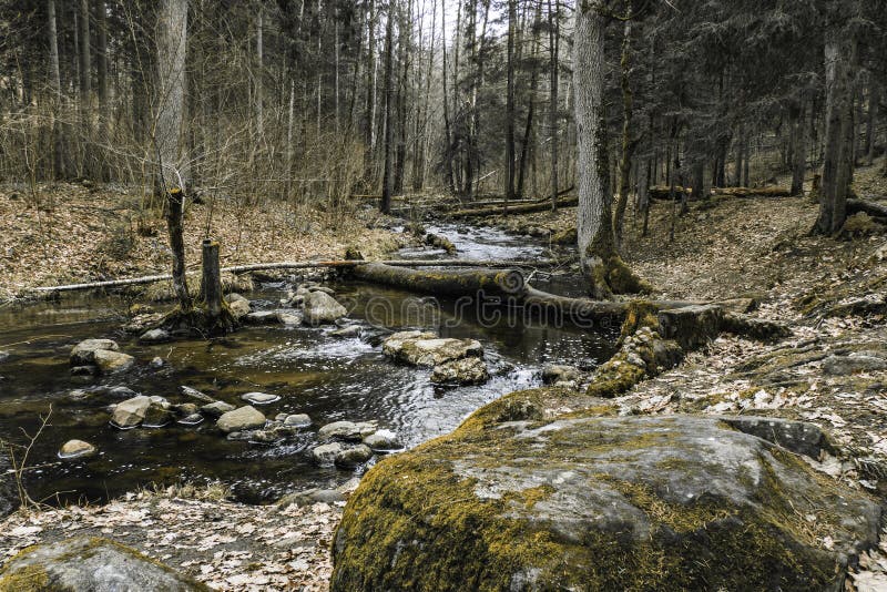 National Park Forest with Fallen Tree Over a Clear River Stock Image ...