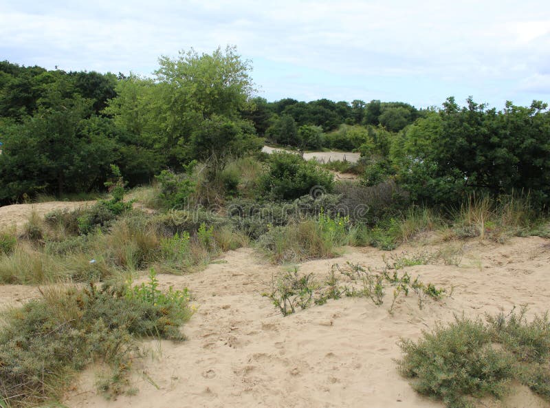 National Park Kennemerland Dunes Stock Photo - Image of kennemerduinen ...