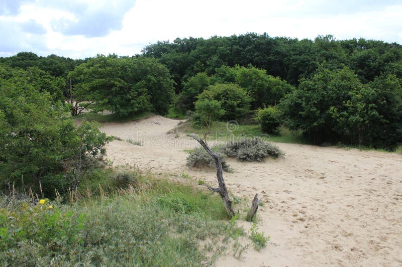 National Park Kennemerland Dunes Stock Photo - Image of grasses ...