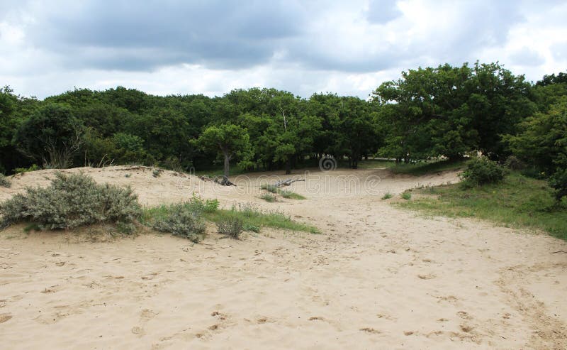 National Park Kennemerland Dunes Stock Photo - Image of dutch, national ...