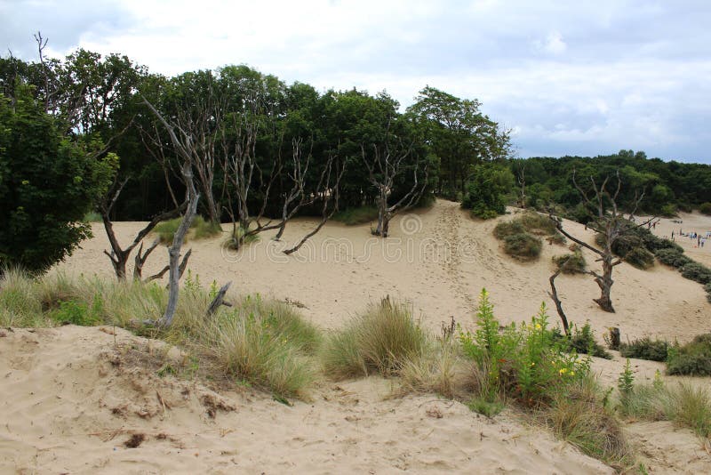National Park Kennemerland Dunes Stock Photo - Image of forests ...