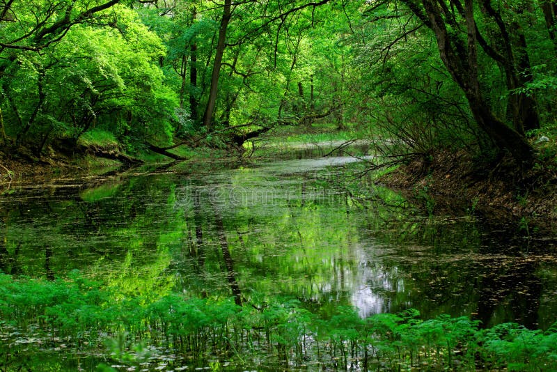 National Park Lunca Muresului Stock Photo - Image of protected ...