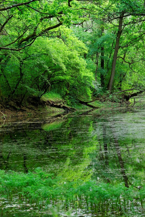 National Park Lunca Muresului Stock Photo - Image of river, reflexion ...
