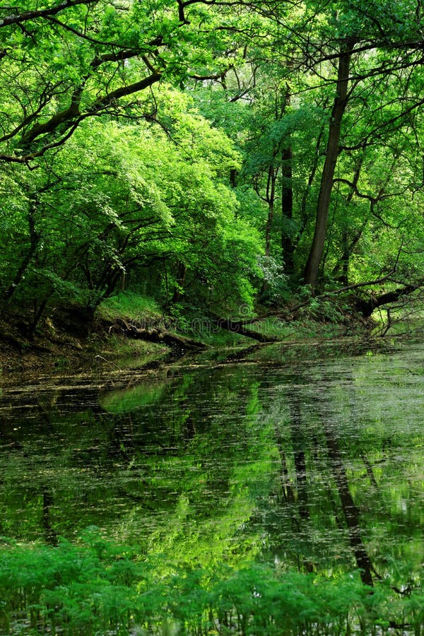 National Park Lunca Muresului Stock Image - Image of river, nature ...