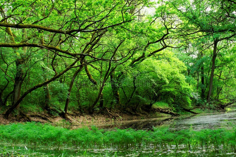 National Park Lunca Muresului Stock Photo - Image of river, protect ...