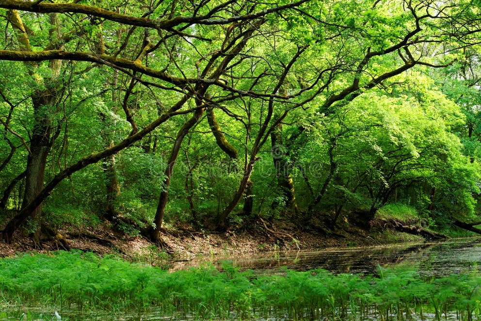 National Park Lunca Muresului Stock Photo - Image of plant, water: 14240474