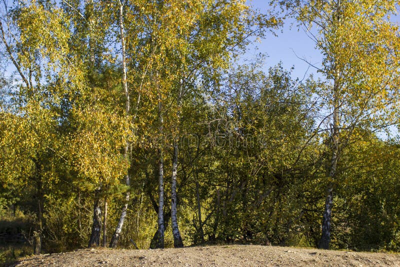 National Park Maasduinen, the Netherlands Stock Image - Image of ...