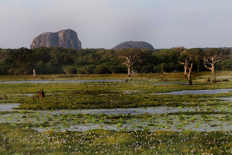 National park Yala. stock photo. Image of stones, view - 42390390