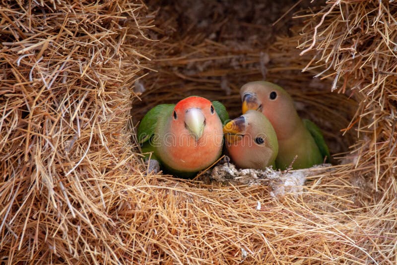 Inseparable Birds National Parks of Namibia between Desert and Savannah ...