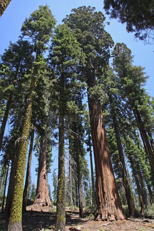 Sequoia Circle stock photo. Image of foliage, outlines - 25913272