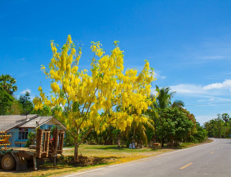 National Tree of Thailand Golden Shower Tree Art Print Stock Image ...