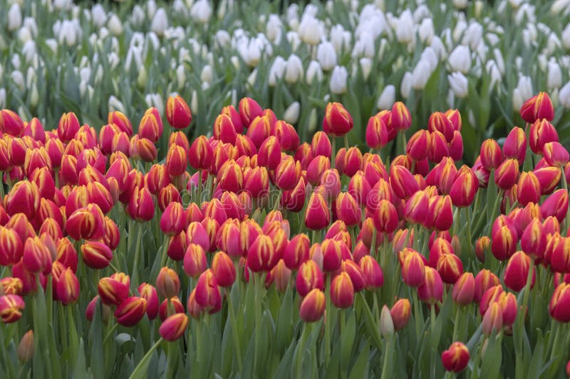 National Tulip Day at Amsterdam the Netherlands 21-1-2023 Stock Image ...