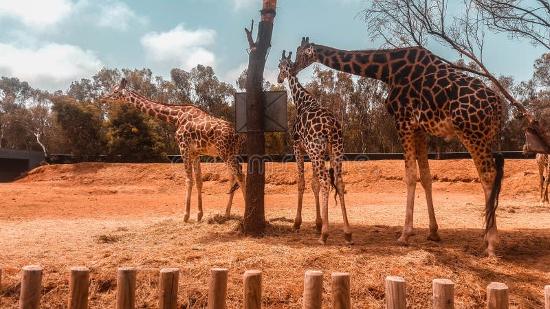National Zoo Rabat Morocco Stock Photos - Free & Royalty-Free Stock ...
