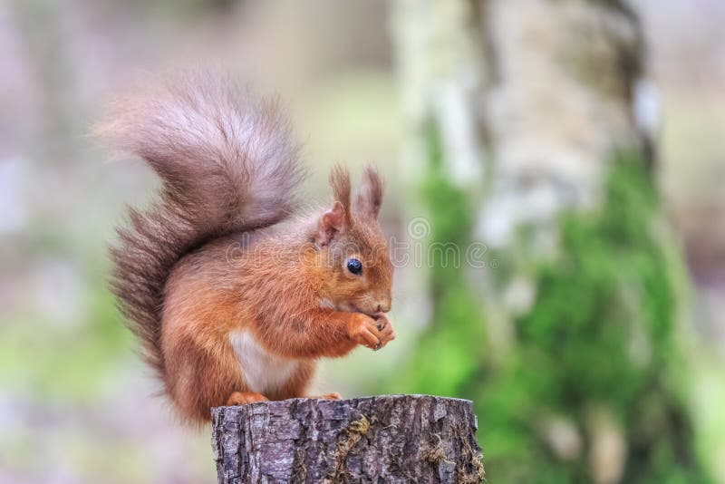 Red Squirrel with a Lovely Pair of Conkers Stock Photo - Image of ...