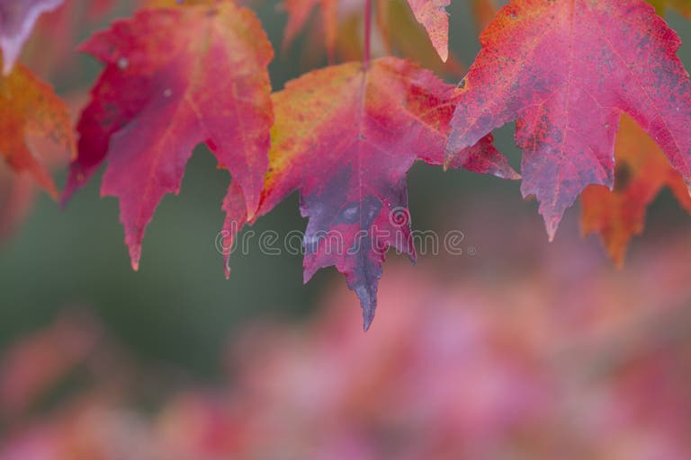 Native Alabama Maple Autumn Leaf Background Stock Photo - Image of ...