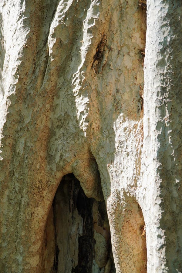 Native Asian Tree with Ruff Bark and Outer Layer with Unique Patterns ...
