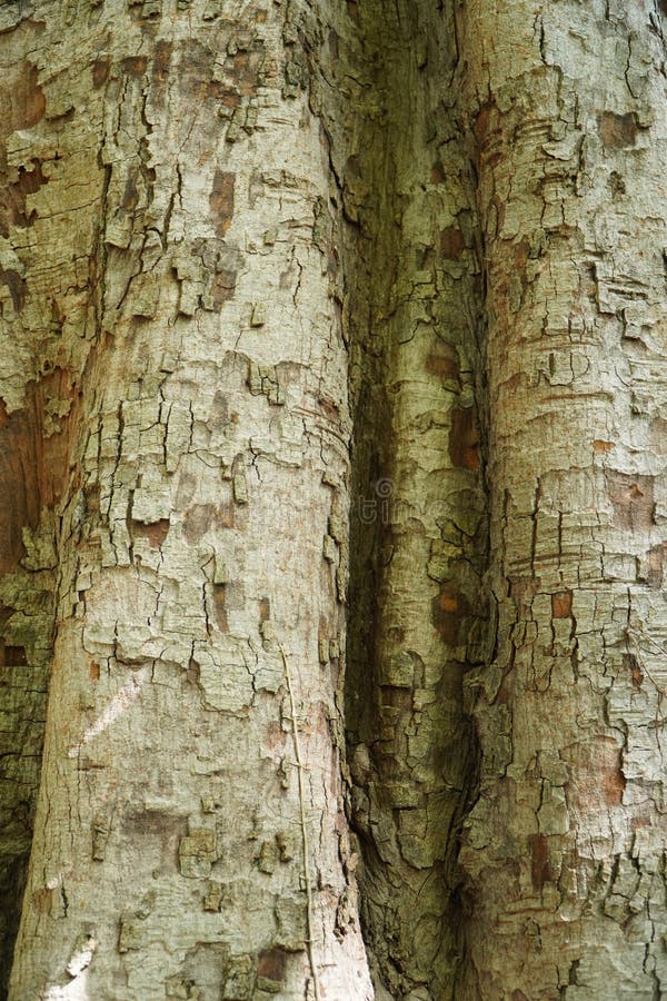 Native Asian Tree with Ruff Bark and Outer Layer with Unique Patterns ...