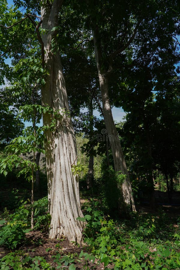 Native Asian Tree with Ruff Bark and Outer Layer with Unique Patterns ...